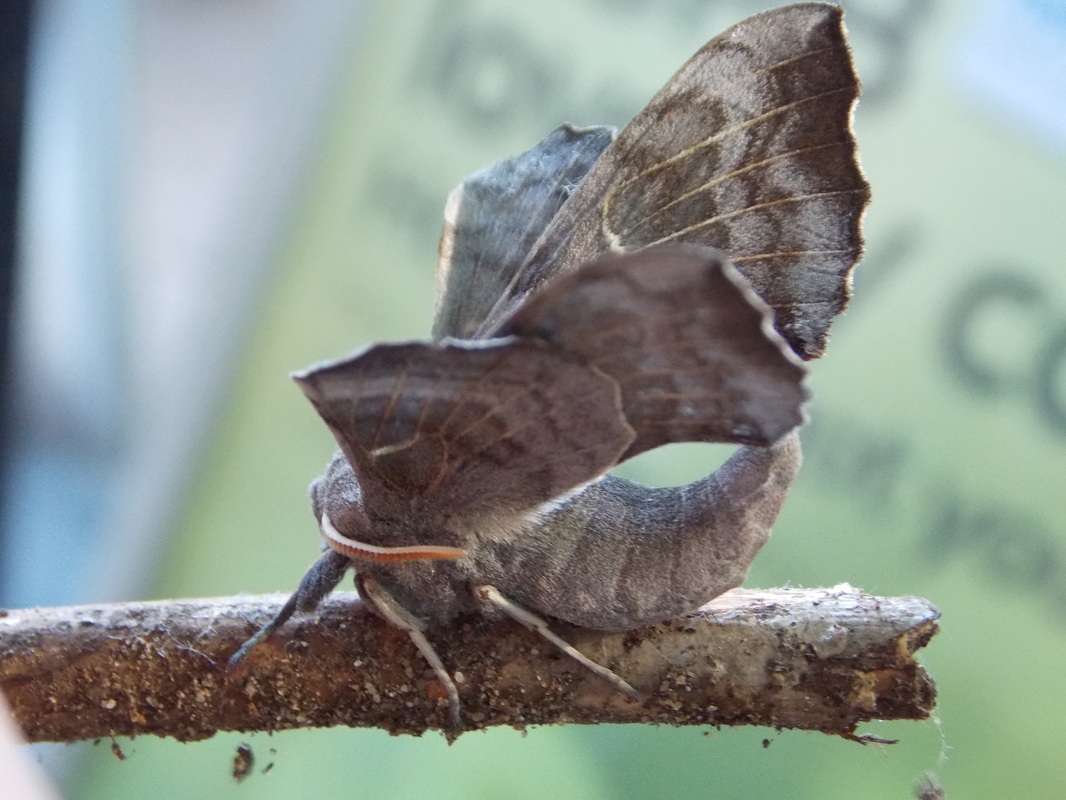 Ercall Moths : Explore the Wrekin